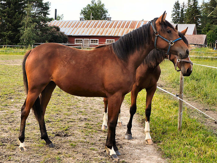 Ghaliya Web (Like A Prayer) oli ylivoimainen Joensuussa :: West Breeding Oy
